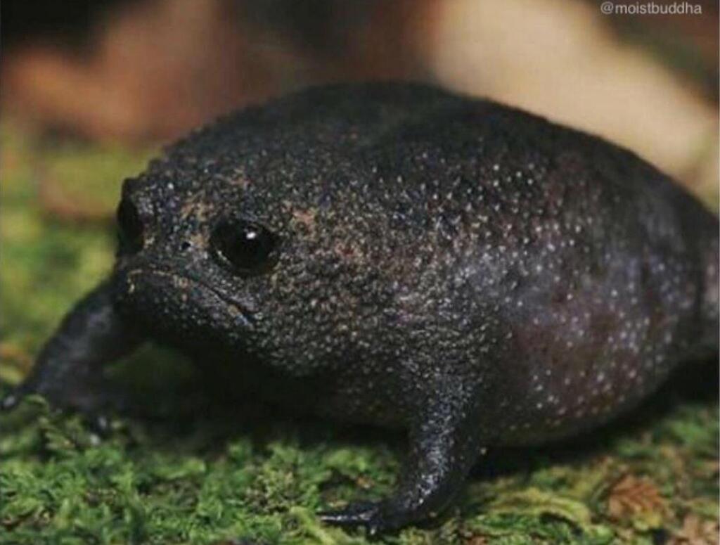 sad avocado frog - Cursor Ideas - Custom Cursor Community