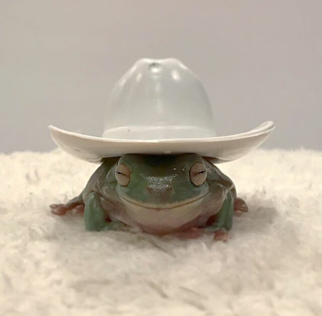 Send me pics of PHROGS (frogs) - Page 2 - General Discussion - Custom ...