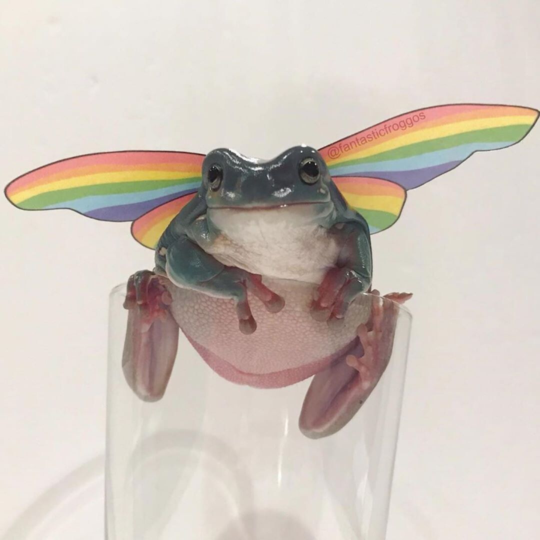 Send me pics of PHROGS (frogs) - Page 2 - General Discussion - Custom ...