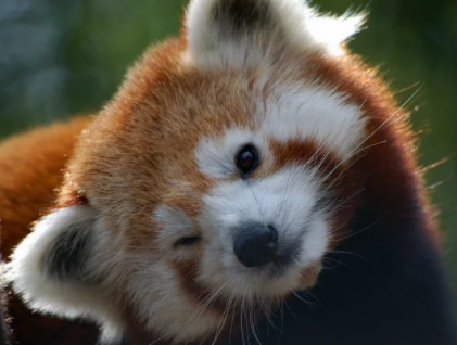 RED PANDA!! Can you add it please!! - Cursor Ideas - Custom Cursor ...