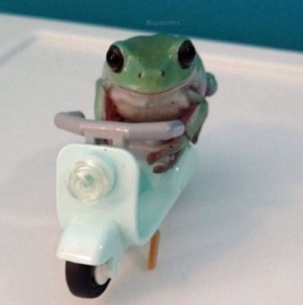 Send me pics of PHROGS (frogs) - Page 2 - General Discussion - Custom ...