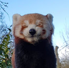 RED PANDA!! Can you add it please!! - Cursor Ideas - Custom Cursor ...