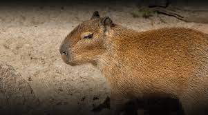 Weekly Capybara Pics #4 - General Discussion - Custom Cursor Community
