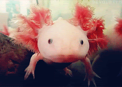 Axolotl cursor! - Cursor Ideas - Custom Cursor Community