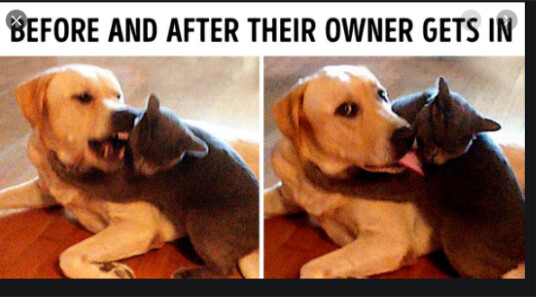 Doge central - General Discussion - Custom Cursor Community