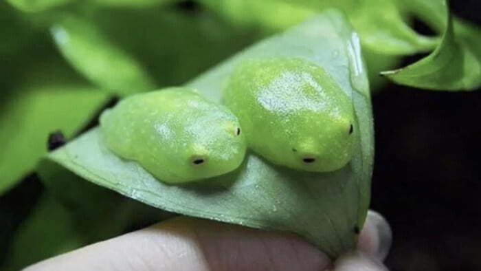 Send me pics of PHROGS (frogs) - Page 2 - General Discussion - Custom ...