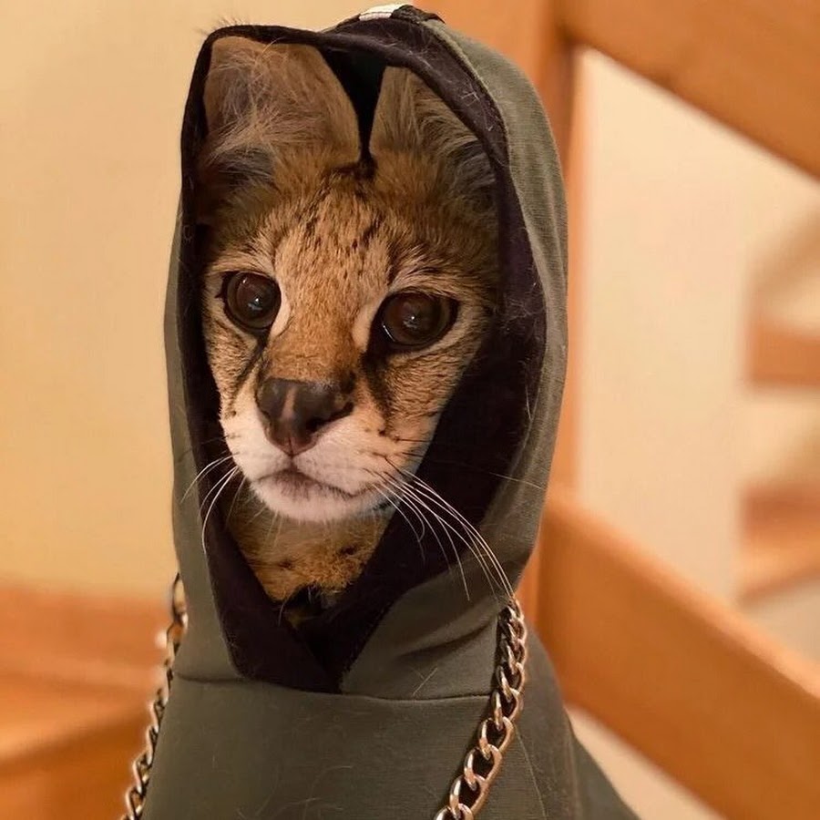 floppa cult - General Discussion - Custom Cursor Community