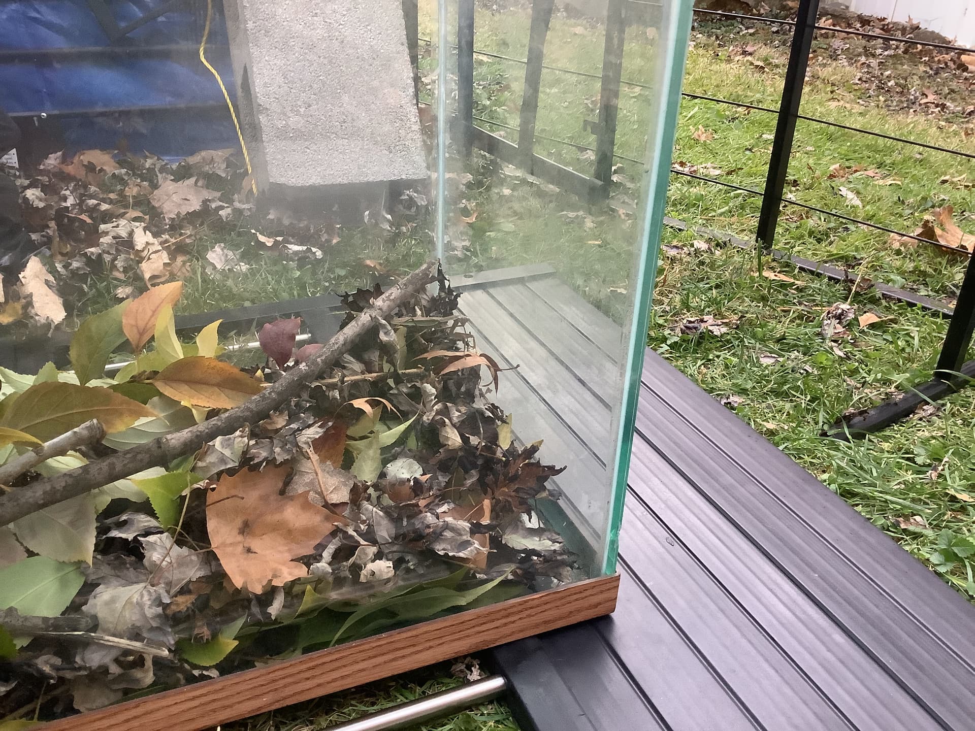 I Got A Praying Mantis General Discussion Custom Cursor Community