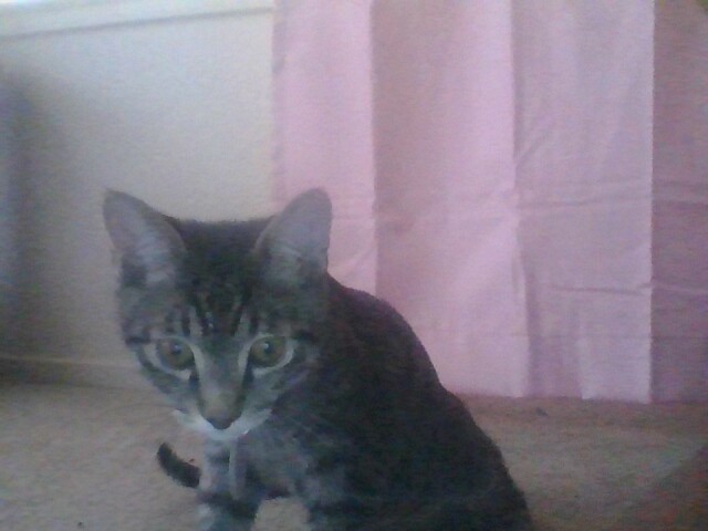 look at my BOOTiful kat - General Discussion - Custom Cursor Community