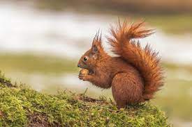 animal cursors, take #12 - Cursor Ideas - Custom Cursor Community