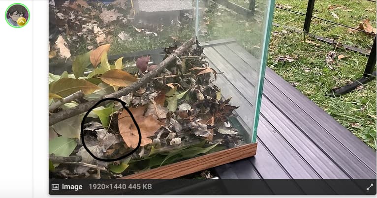 I Got A Praying Mantis General Discussion Custom Cursor Community